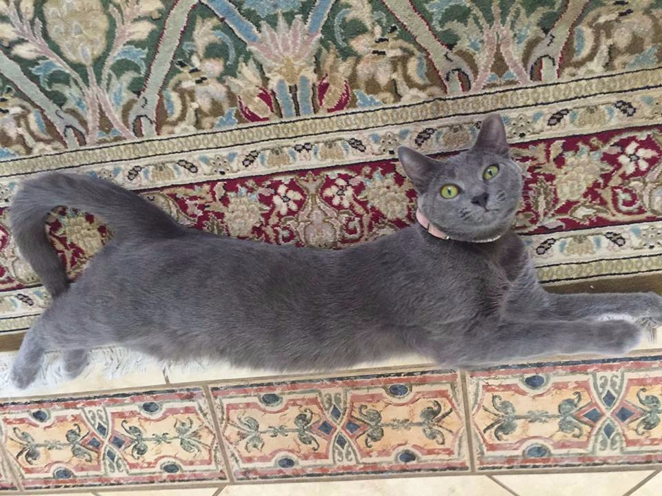 Is your cat fat or flabulous? – Bark B.O.T.S.